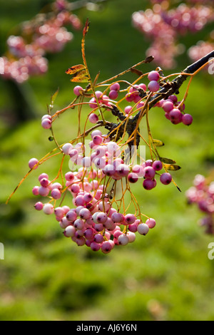 Pink berries in autumn Sorbus hupehensis Rosea Stock Photo - Alamy