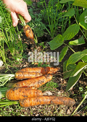 Hand is pulling out the carrot of the ground in the garden Stock Photo ...