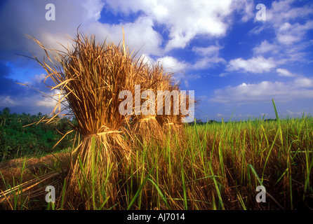 grass bundles on the field in afternoon Stock Photo: 41329778 - Alamy