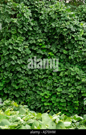 Kudzu vines, Pueraria montana, covering trees and a hillside in North ...