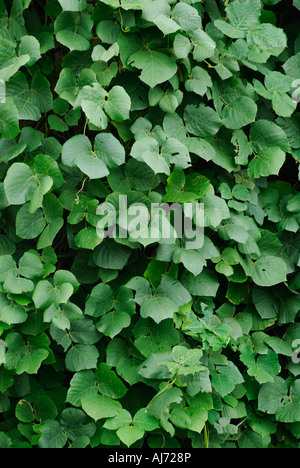 Kudzu vines, Pueraria montana, covering trees and a hillside in North ...