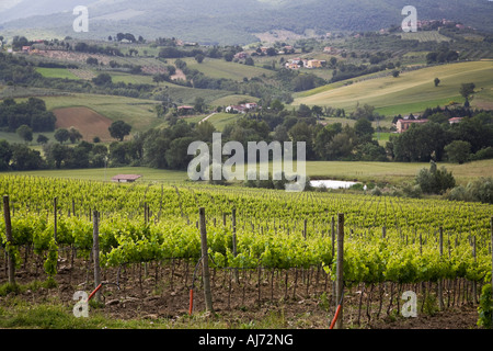 Drip system irrigation used in grape vineyard near town of Bastardo ...