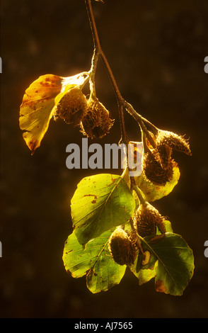 Beech seeds on the branch Stock Photo - Alamy