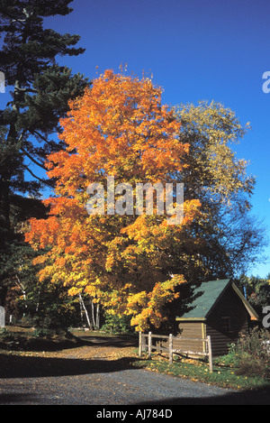 Fresh yellow maple fall tree foliage on ground of park lighted with ...