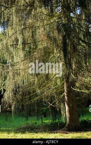 Brewer’s (Weeping) Spruce Picea breweriana (Pinaceae Stock Photo - Alamy