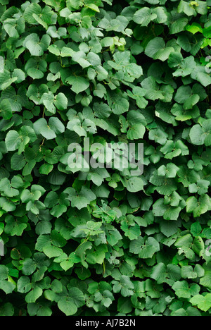 Kudzu vines, Pueraria montana, covering trees and a hillside in North ...