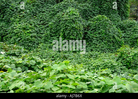 Kudzu vines, Pueraria montana, covering trees and a hillside in North ...