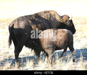 Adult female bison, Bison bison, nursing its calf in Lamar Valley ...