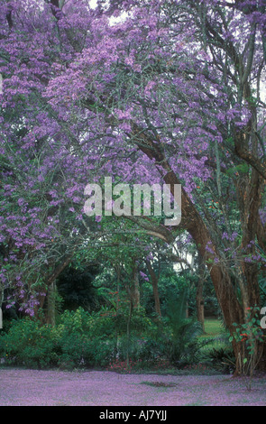 jacaranda flower Arusha Tanzania tree Stock Photo - Alamy