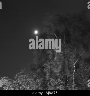 Moon behind trees, black and white in a dark night Stock Photo - Alamy