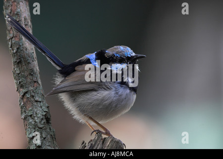 Juvenile male superb fairy wren Malurus cyaneus with dark blue tail ...