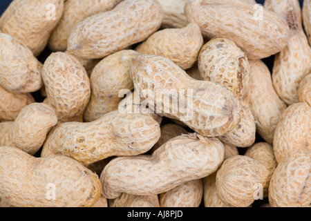 Close-up image of peanuts studio isolated on white background Stock ...