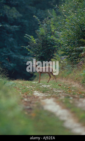 ROE DEER FAWN ON TRACK Stock Photo - Alamy