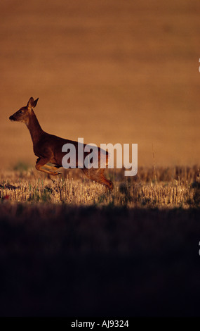 Leaping Roe Buck Stock Photo - Alamy