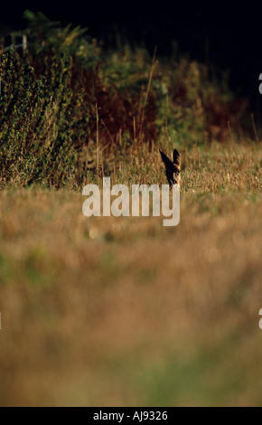 ROE DEER DOE LYING DOWN IN STUBBLE FIELD UK SUSSEX Stock Photo - Alamy