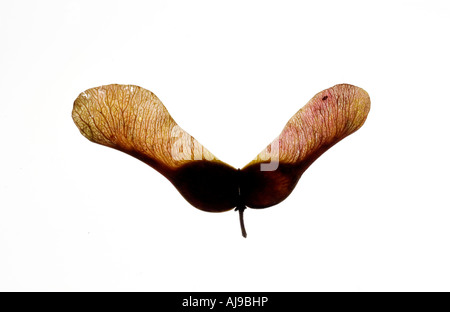 NORWAY MAPLE SEED POD (ACER PLATANOIDES Stock Photo - Alamy