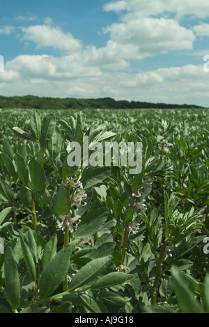 Field Beans Leguminosae growing as a crop in the Uk on the Yorkshire ...