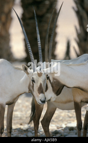 Arabian Oryx saudi arabia Stock Photo - Alamy