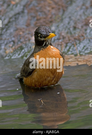 ROBIN TAKING BATH Stock Photo - Alamy