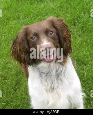 English springer spaniel dog with longing and appealing big eyes. You ...