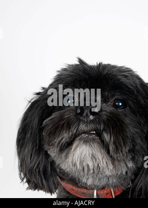 a portrait of an old lhasa apso Stock Photo - Alamy