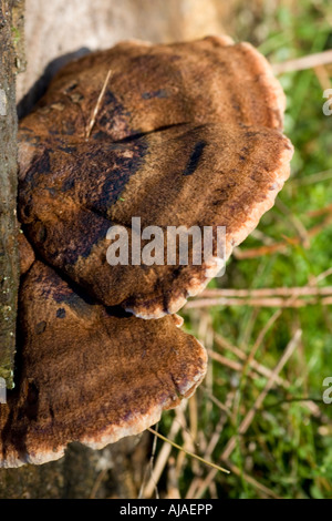 Ischnoderma benzoinum mushroom Stock Photo - Alamy