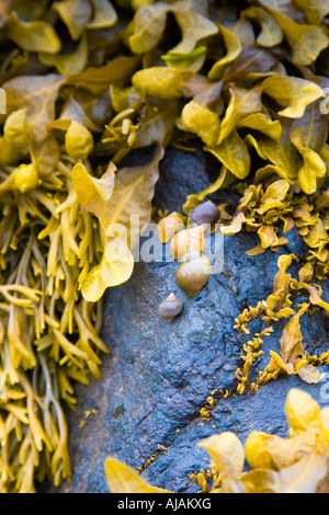 Sea snail on the rock Stock Photo - Alamy