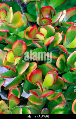 Crassula Ovata Succulent Plant in Clay Pot with Sunlight and Shadows ...