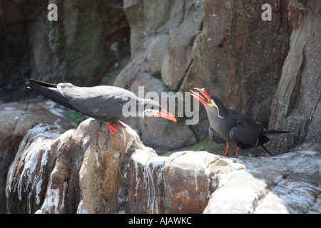Inca tern, UK, Europe Stock Photo - Alamy
