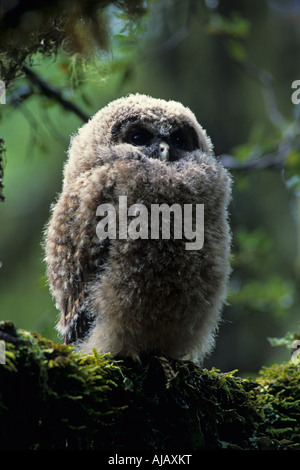A juvenile Northern Spotted owl (Strix occidentalis caurina) an ...