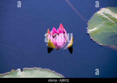 Nymphaea Ruby tropical waterlily New York botanical garden Stock Photo ...