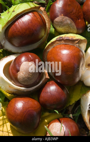 Horse chestnuts or conkers collected by a child Stock Photo - Alamy