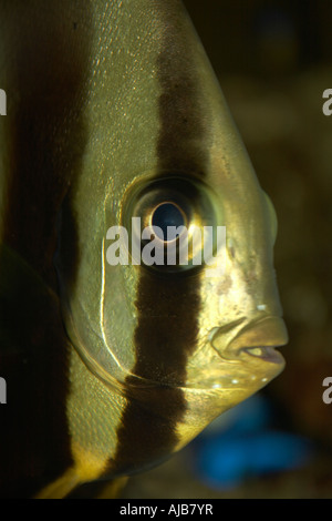 Aquarium fish, very cute fish Stock Photo - Alamy