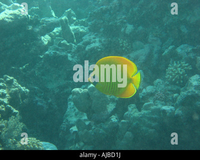 Butterflyfish chaetodon swimming near red pocillopora and yellow ...