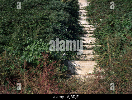 dirty steps with overgrown bramble bushes outdoors in wilderness Stock ...
