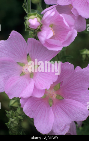 Pink mallow flowers in garden Stock Photo - Alamy