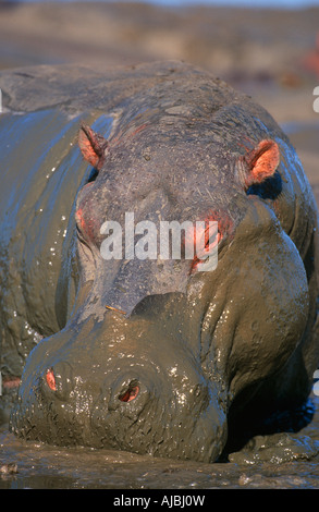 Hippo covered in mud Stock Photo: 40131291 - Alamy