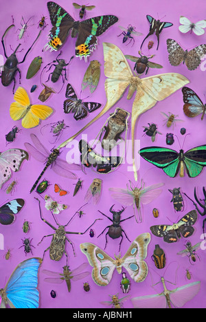 Collection of insects, moths, butterflies and beetles from around the ...