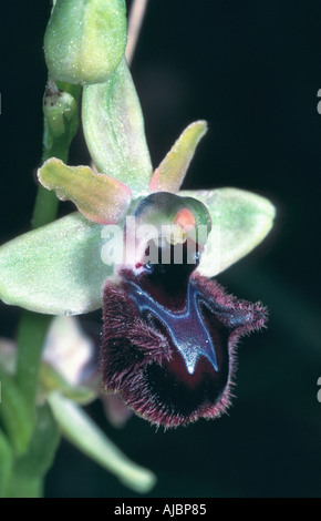 Black Spider Orchid (Ophrys incubacea), Messina district, Sicily, Italy ...