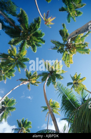 Palm trees up above Stock Photo - Alamy