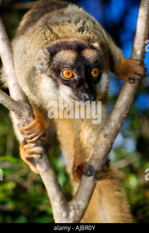 A close-up photograph of a Lemur with its mouth open, taken at the ...
