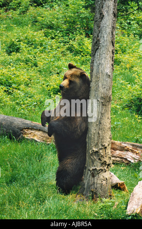 Brown bear scratching its back on a birch tree in summer nature Stock ...