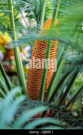 Cycas circinalis cycadaceae fern palm sago palm Stock Photo - Alamy