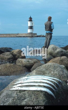 Fresh garfish Fish - Belone belone - On Display On Ice On Fishermen ...