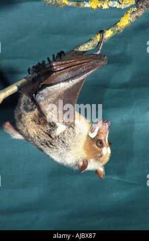 striped-faced fruit bat (Styloctenium wallacei), feeding fruit ...