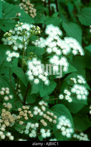 White flowers of white snakeroot , Compositae, Eupatorium rugosum ...