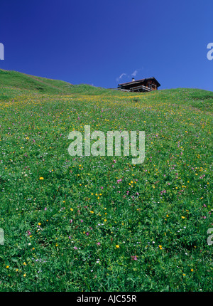 Low angle view of abandoned log cabin against clear blue sky Stock ...