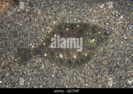 Common Dab (Limanda limanda Stock Photo - Alamy