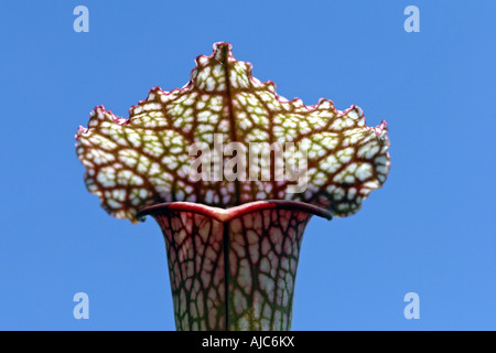 White Trumpet (Sarracenia leucophylla), funnel leaves with insects ...