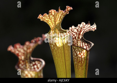 White Trumpet (Sarracenia leucophylla), funnel leaf Stock Photo - Alamy